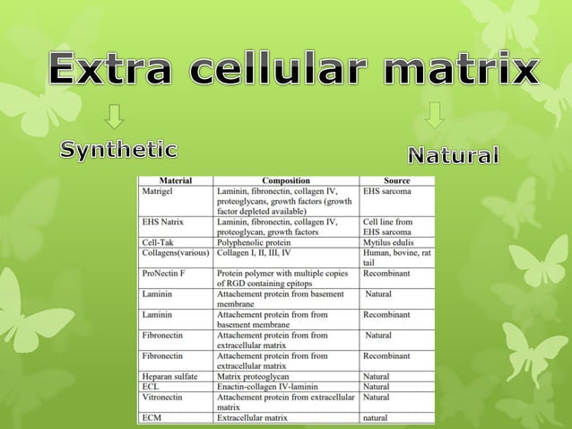 Adherent And Non Adherent Cells Importance Of Substrate In Cell Culture Ppt
