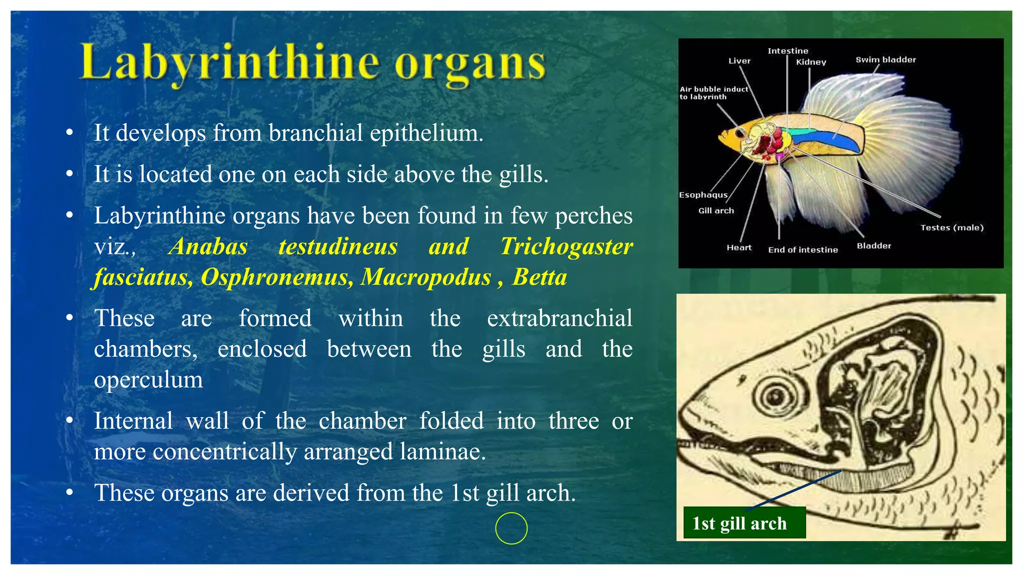 Accssory respiratiory organs in fishes | PPTX