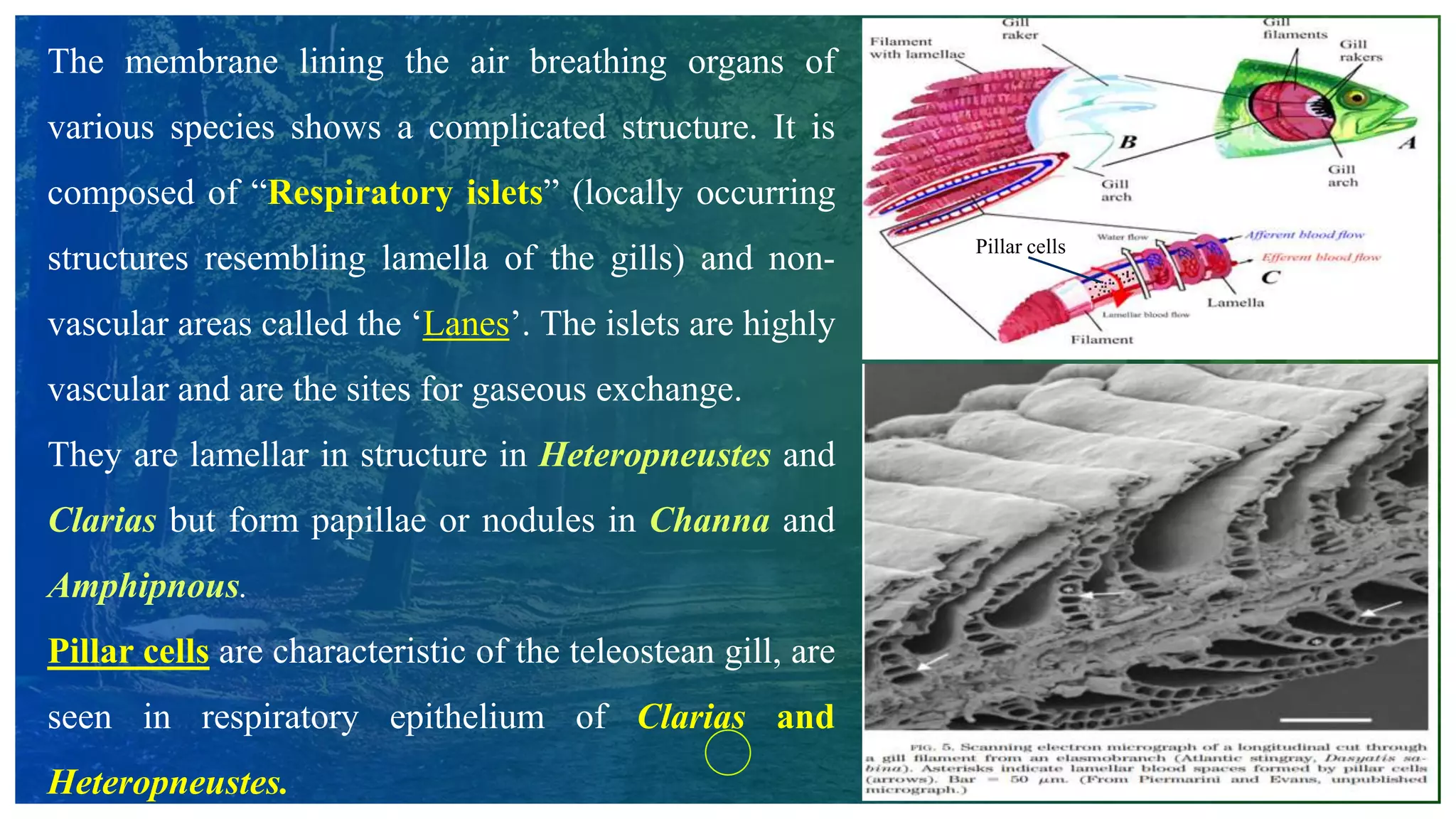 Accssory respiratiory organs in fishes | PPTX