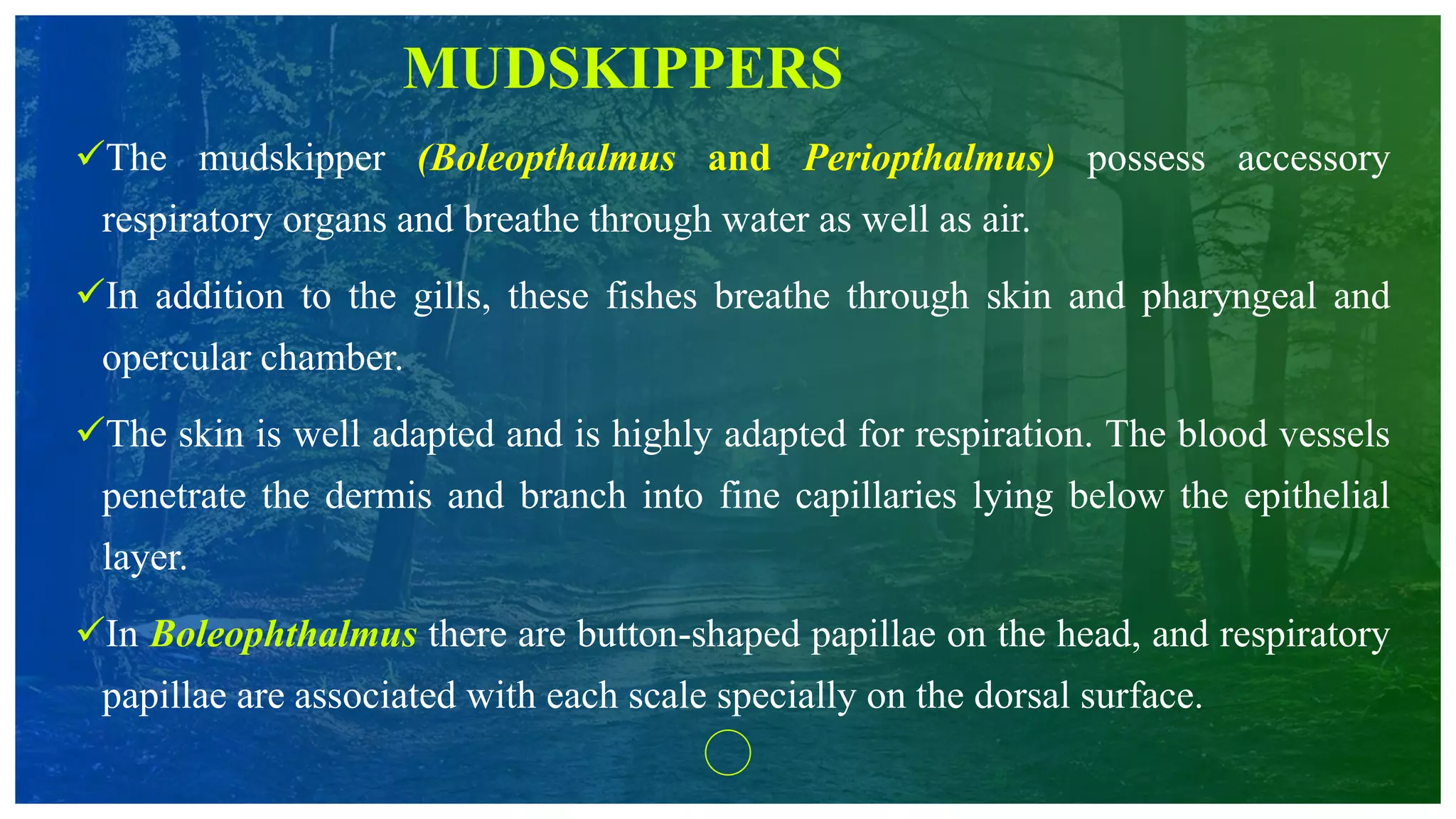 Accssory respiratiory organs in fishes | PPTX