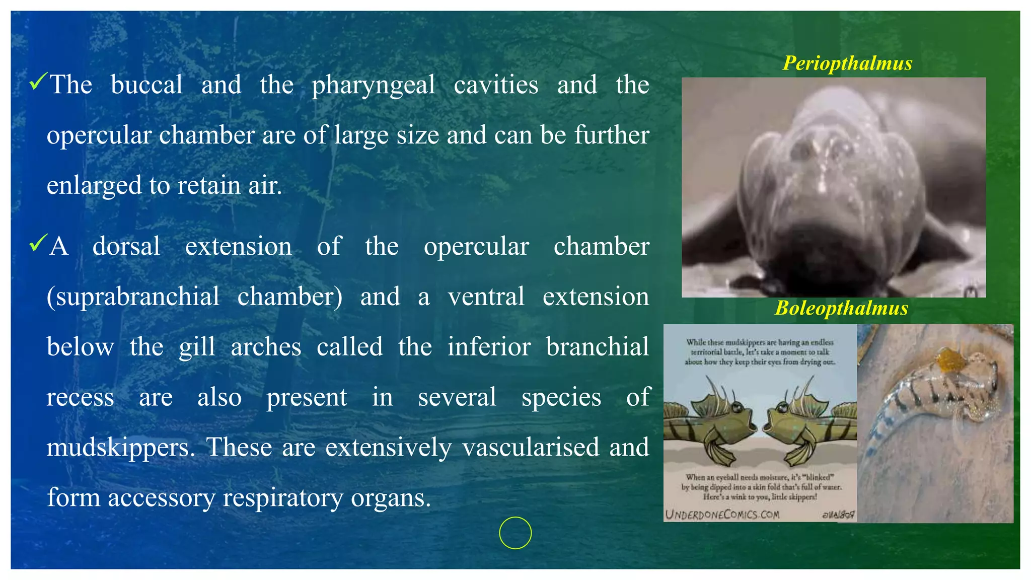 Accssory respiratiory organs in fishes | PPTX