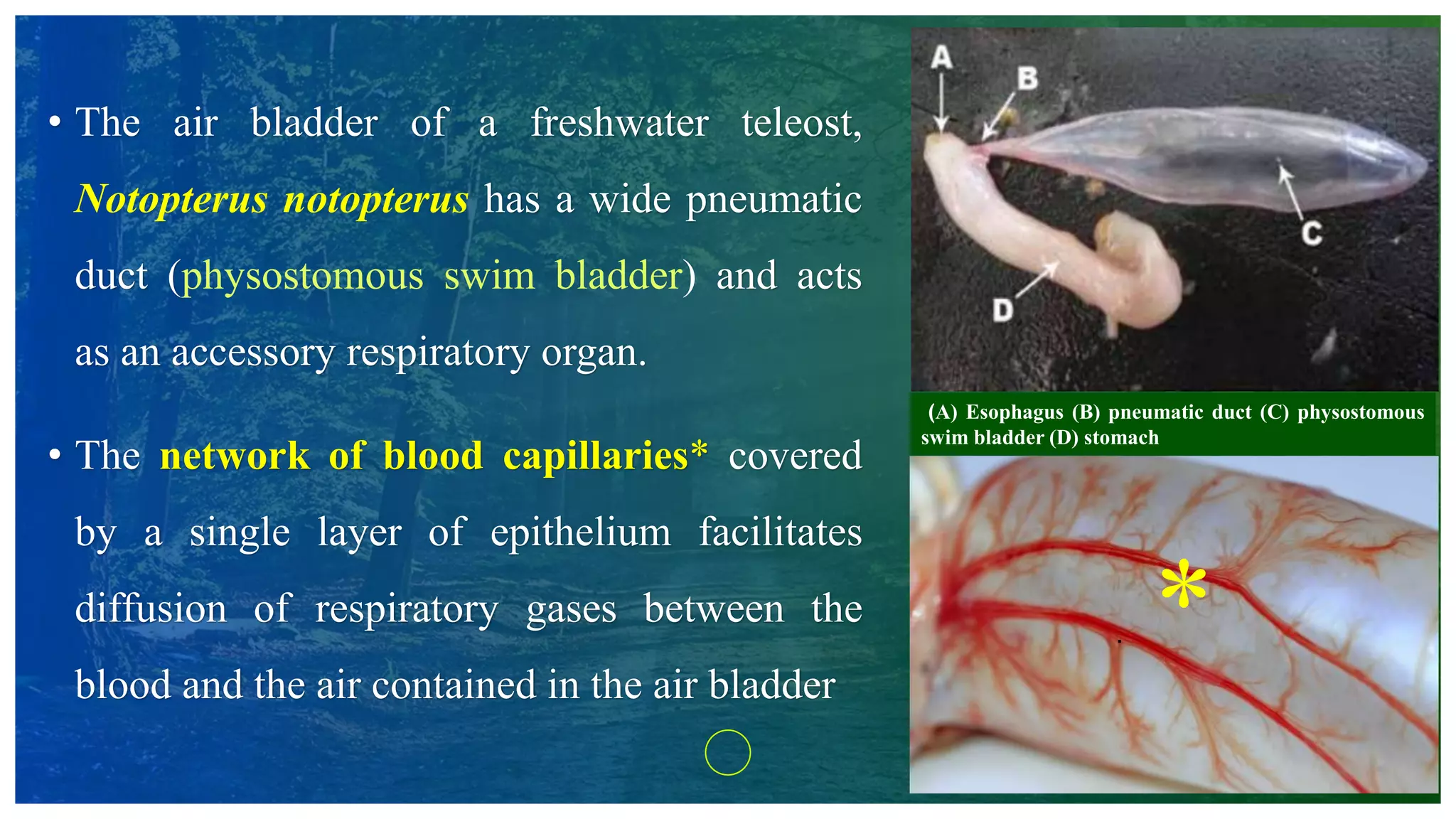 Accssory respiratiory organs in fishes | PPTX