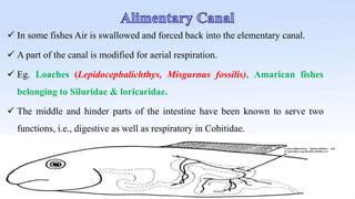 Accssory respiratiory organs in fishes | PPTX