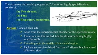Accssory respiratiory organs in fishes | PPTX