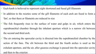 Accssory respiratiory organs in fishes | PPTX