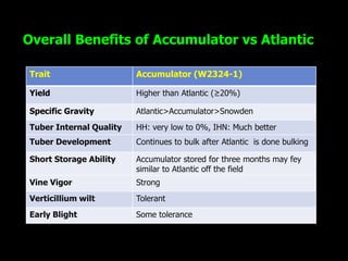 Accumulator a new short storage chip potato variety with outstanding ...