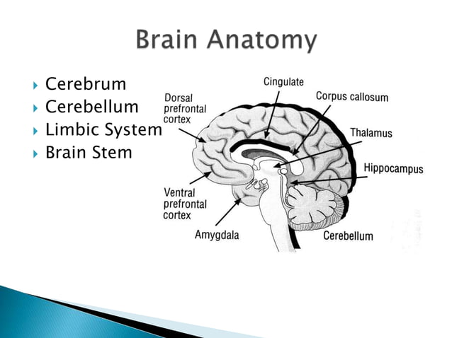 Drops NeuroSafe | PPT