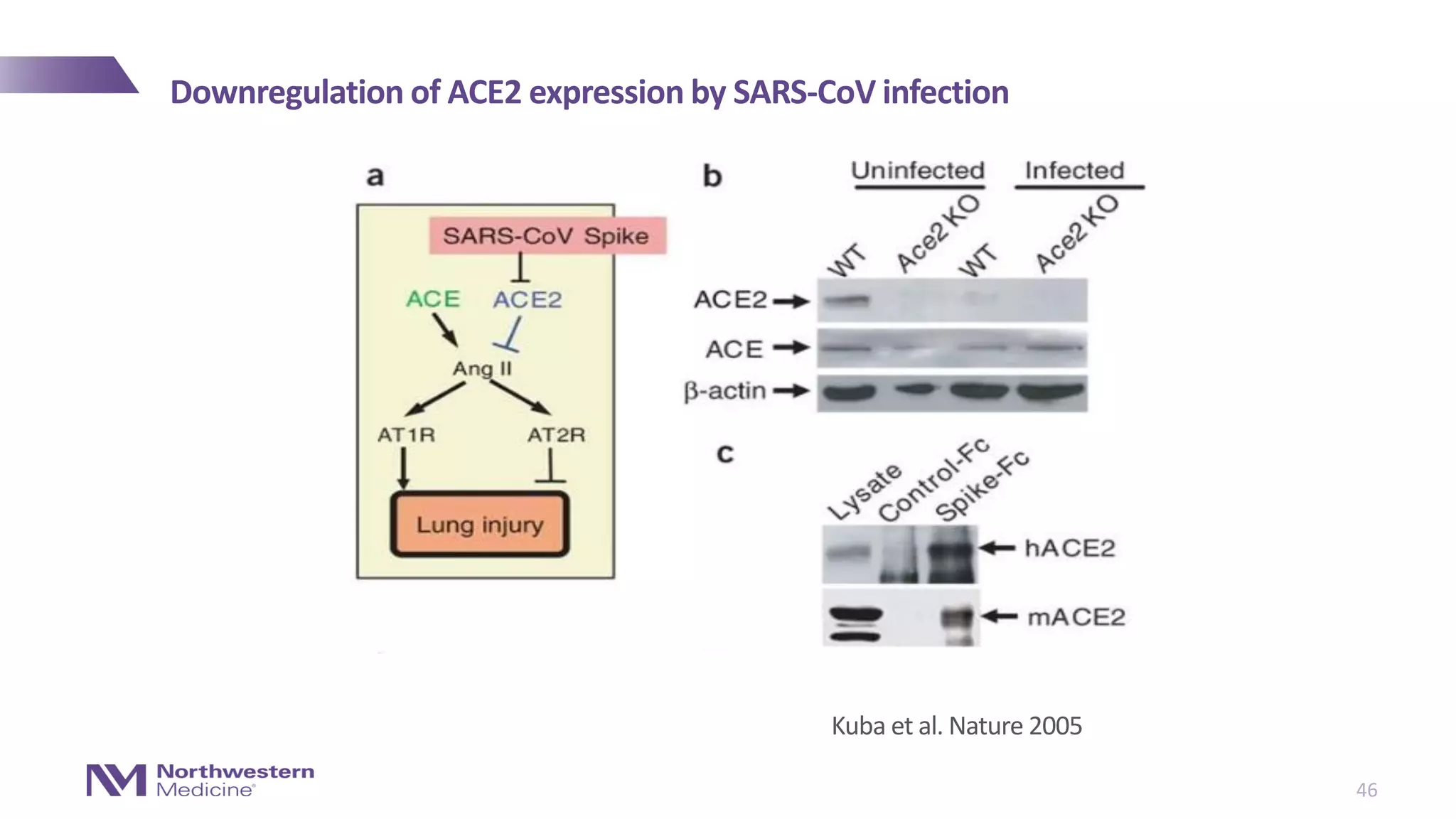 ACE2 , Hypertension and SARS Cov2 | PPT