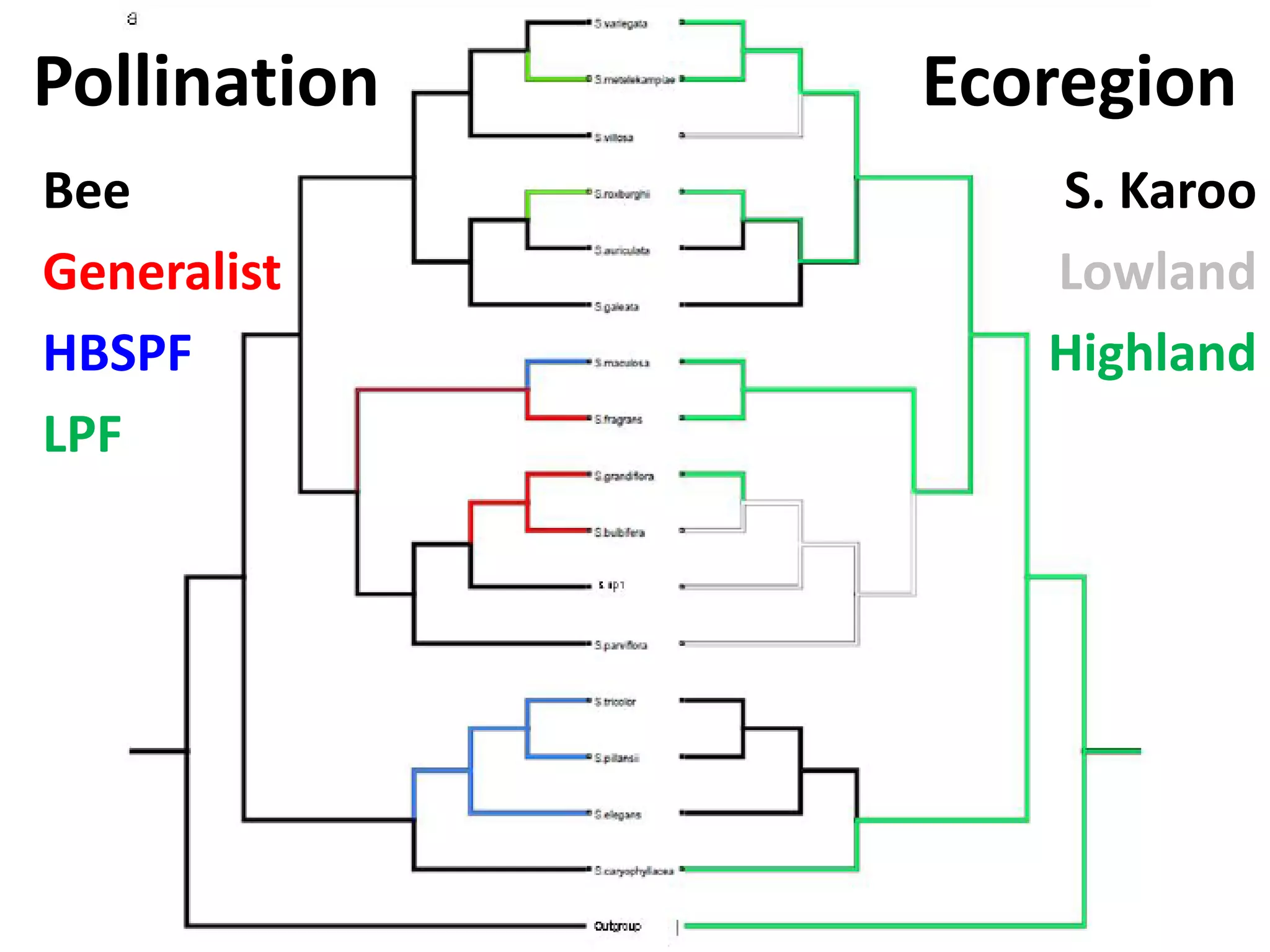 Pollinator-mediated floral evolution and speciation in southern African ...