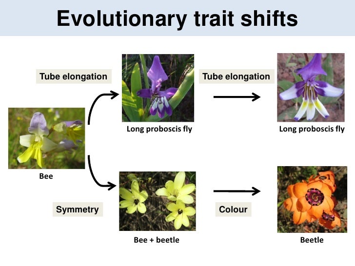 Pollinator Mediated Floral Evolution And Speciation In Southern Afric…