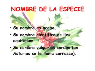 El Acebo | PPT