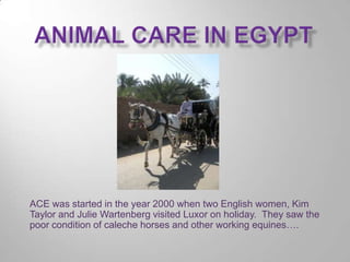 ACE Egypt | PPT