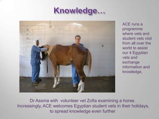 ACE Egypt | PPT
