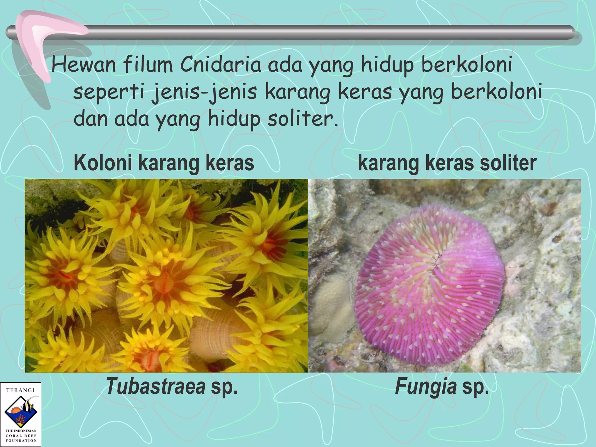 Hewan-hewan bentos di perairan laut dangkal | PPT