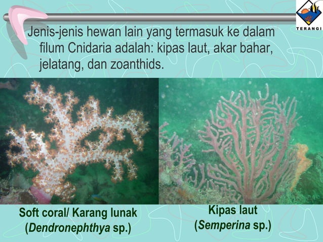 Hewan-hewan bentos di perairan laut dangkal | PPT