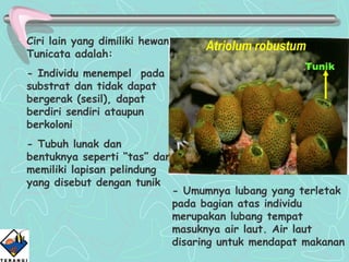 Hewan-hewan bentos di perairan laut dangkal | PPT