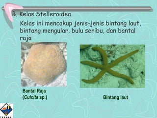 Hewan-hewan bentos di perairan laut dangkal | PPT