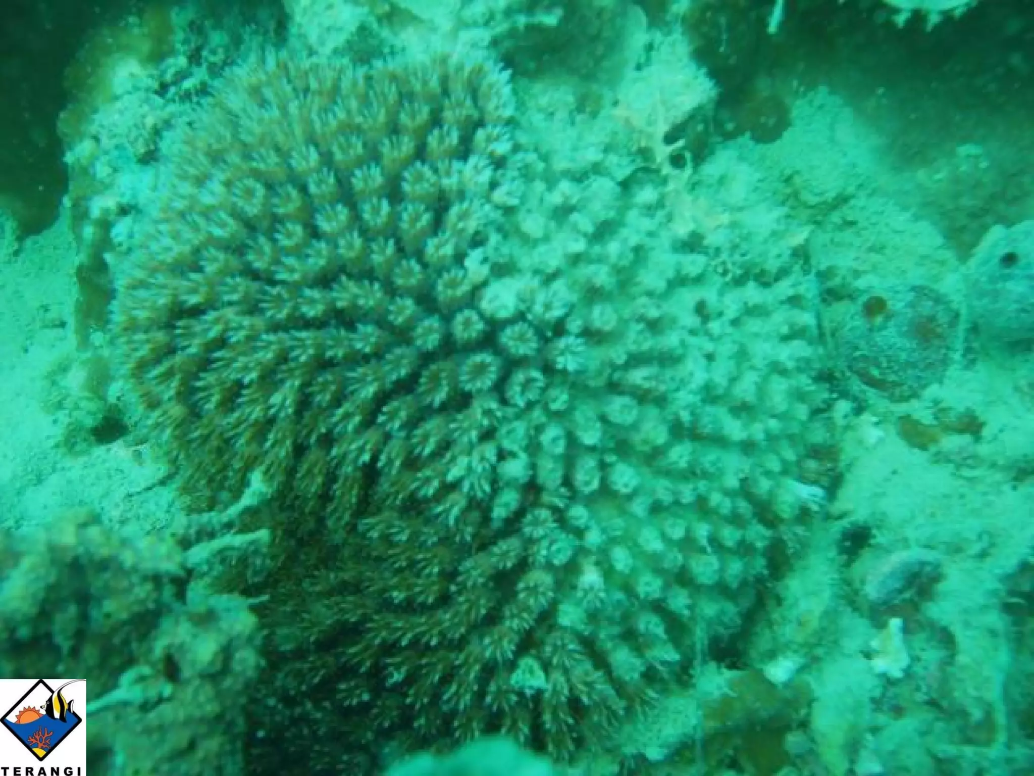 Pemantauan Pemutihan Karang (coral bleaching) | PPT