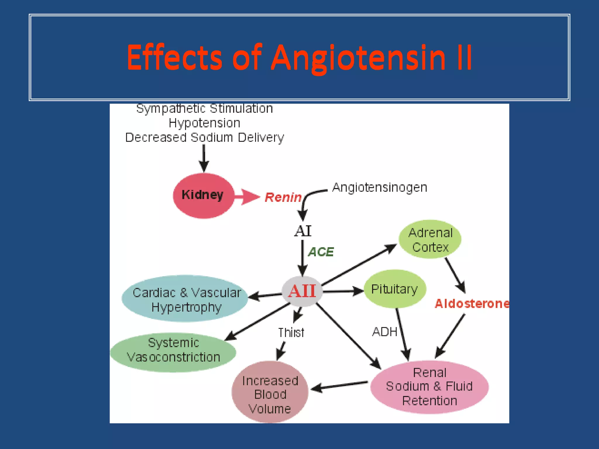 ANGIOTENSIN CONVERTING ENZYME/ACE inhibitors | PPT