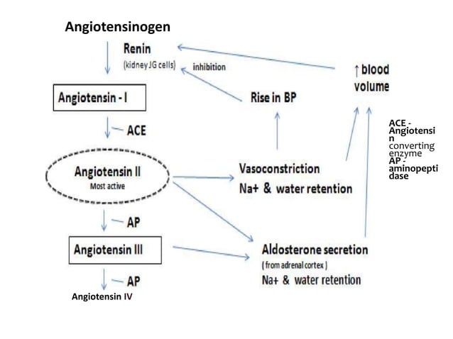 Drugs affecting on renin angiotensin system | PPTX | Heart and ...
