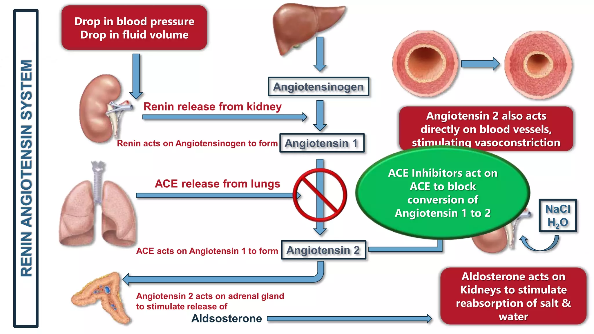 ACE INHIBITORS.pptx
