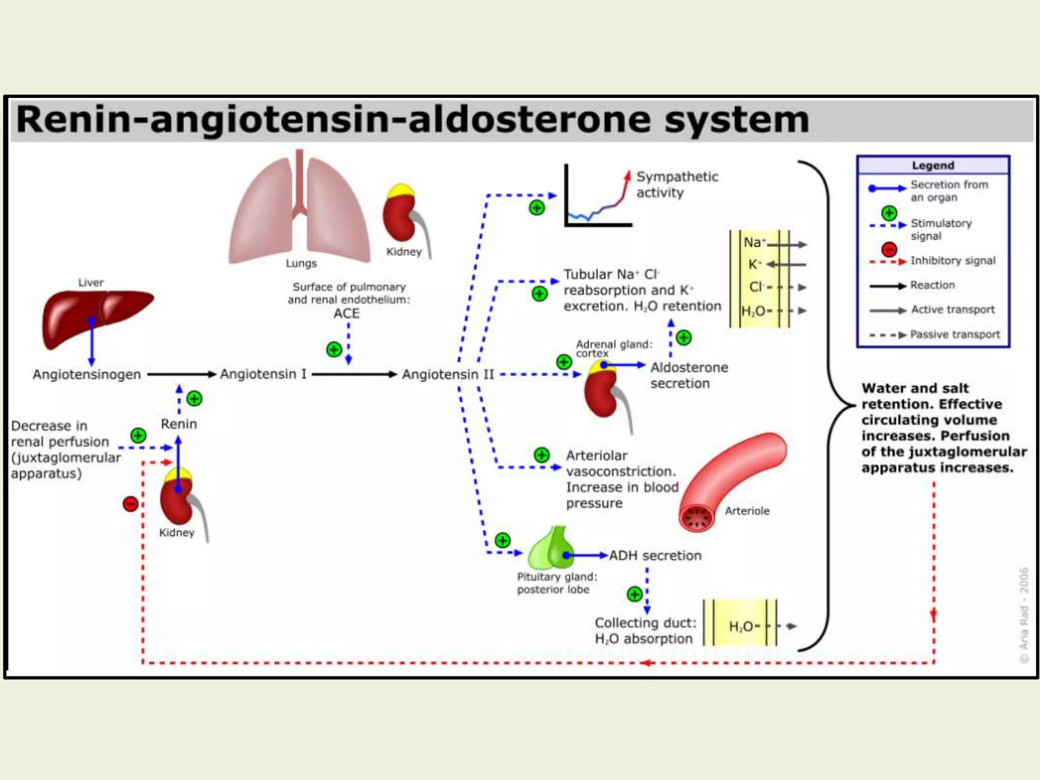 Cardio-Renal Protection Through Renin–Angiotensin–Aldosterone System ...