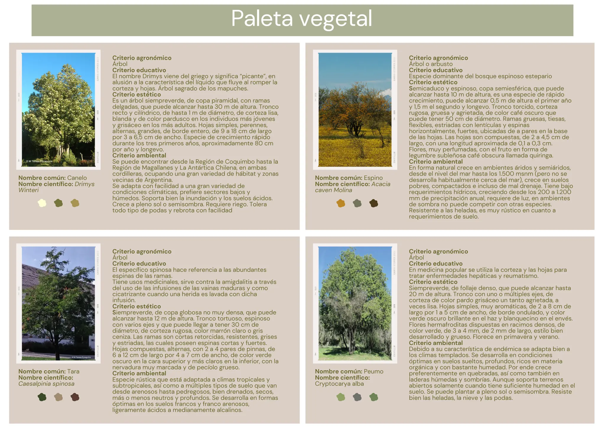 ficha vegetal de arboles nativos chilenos | PPT