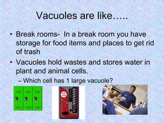 A Cell is like a Factory.ppt