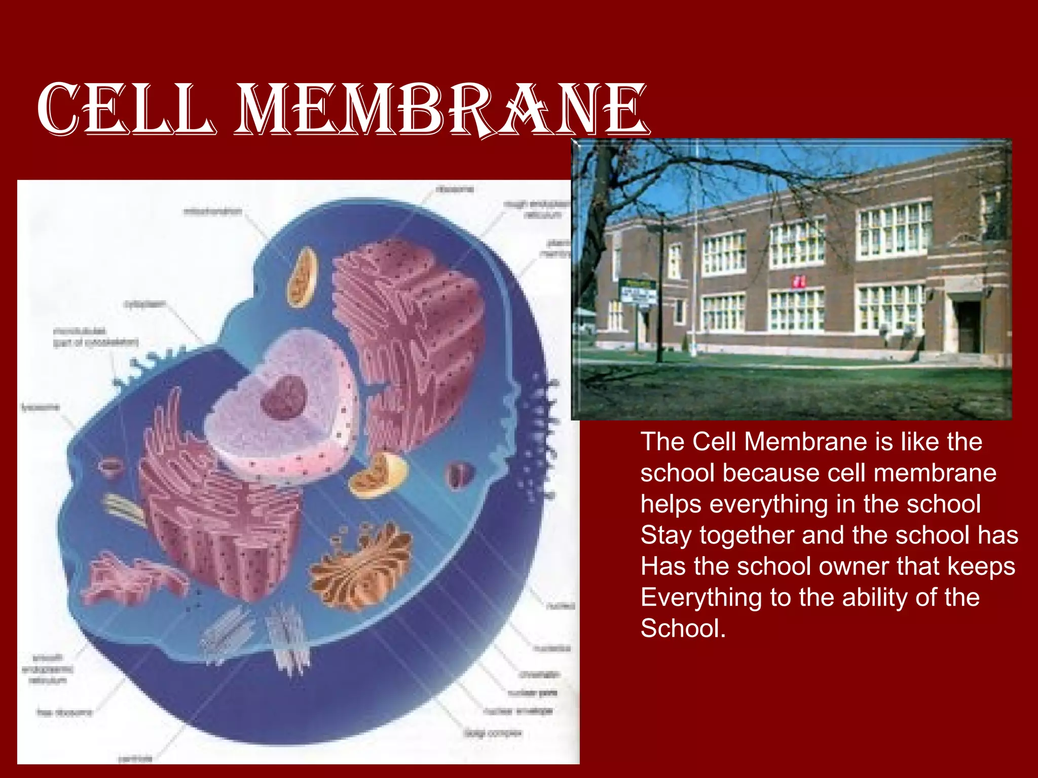 A Cell Is Like A School[1] | PPT