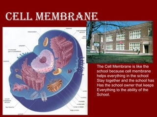 A Cell Is Like A School[1] | PPT