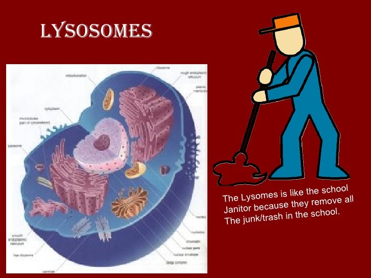 A Cell Is Like A School[1]