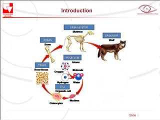 A Cells Segmentation Approach in Epithelial Tissue using Histology ...