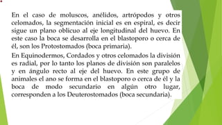 acelomas.pptx