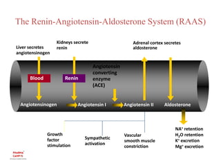 ACE inhibitors- How do they work? | PDF