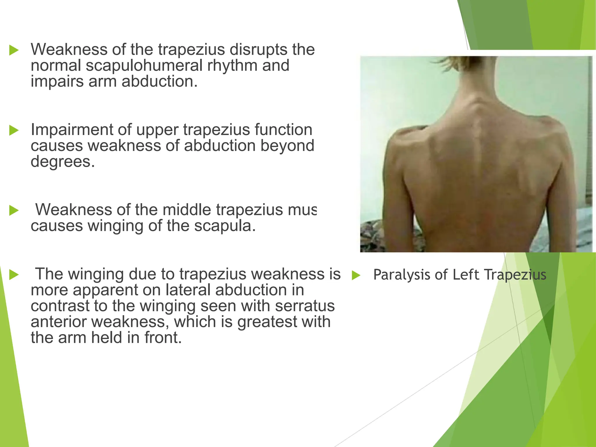 Acessory and Hypoglossal Nerves- Neurology | PPTX