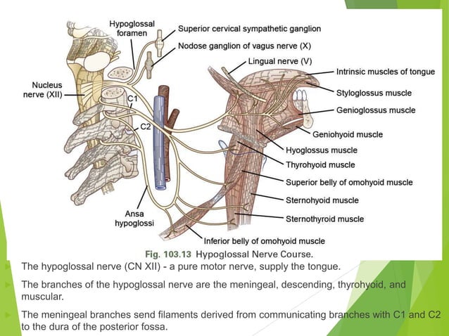 Acessory and Hypoglossal Nerves- Neurology | PPT