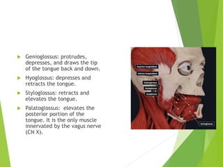Acessory and Hypoglossal Nerves- Neurology | PPTX