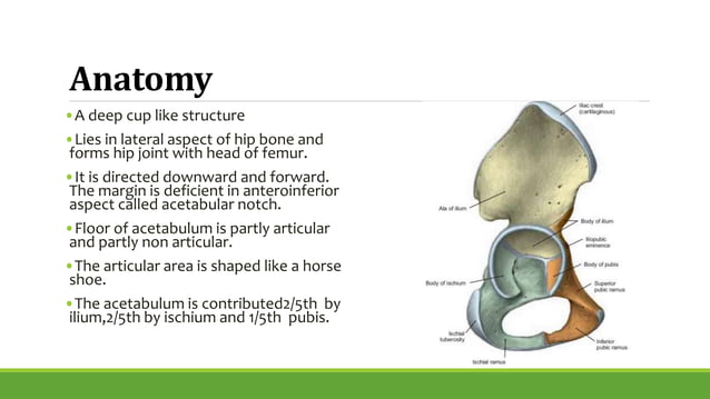 Acetabular | PPT