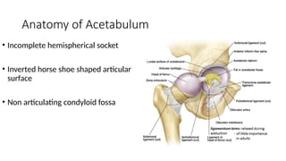 Acetabular Fractures-anatomy, classification s.pptx