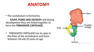 Acetabular Fractures 2.................. | PPTX