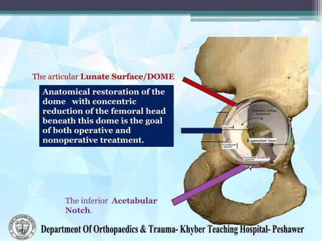 Acetabulum anatomy