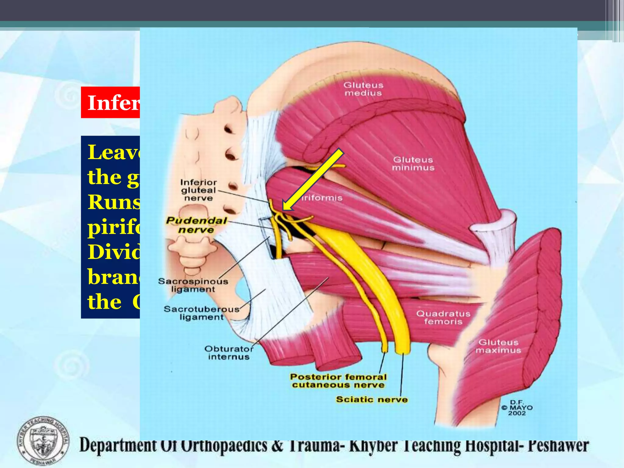 Acetabulum anatomy | PPTX