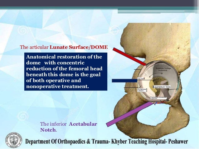 Acetabulum anatomy