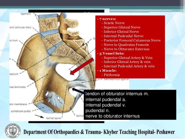 Acetabulum anatomy