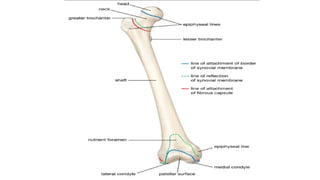 Acetabulum And Femur Diagram Presentation Pptx