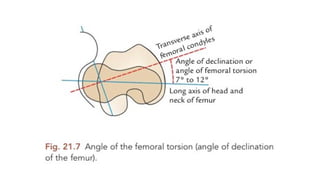 Acetabulum And Femur Diagram Presentation Pptx
