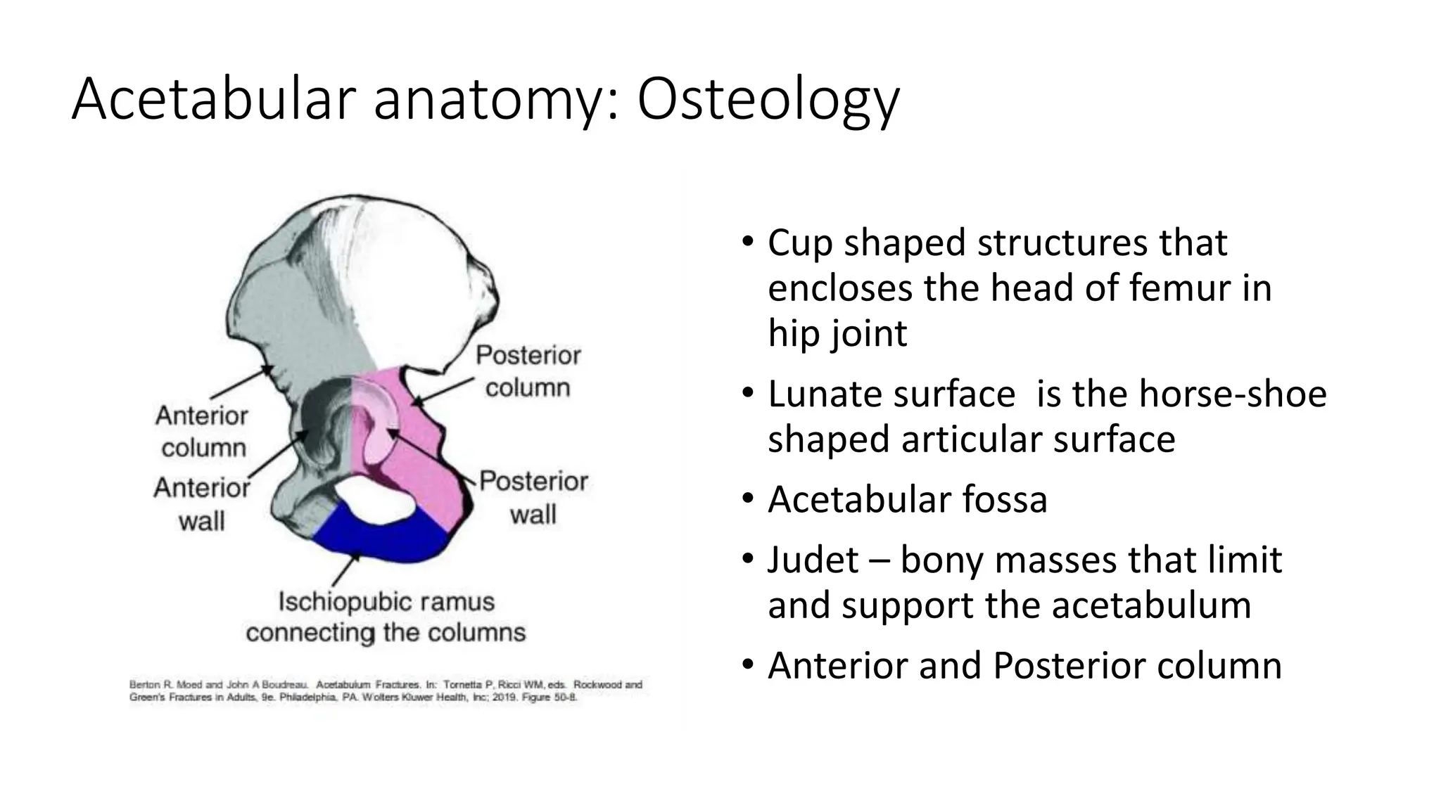 Acetabulum Fractures - Anatomy, Radiological Evaluation, Classification ...