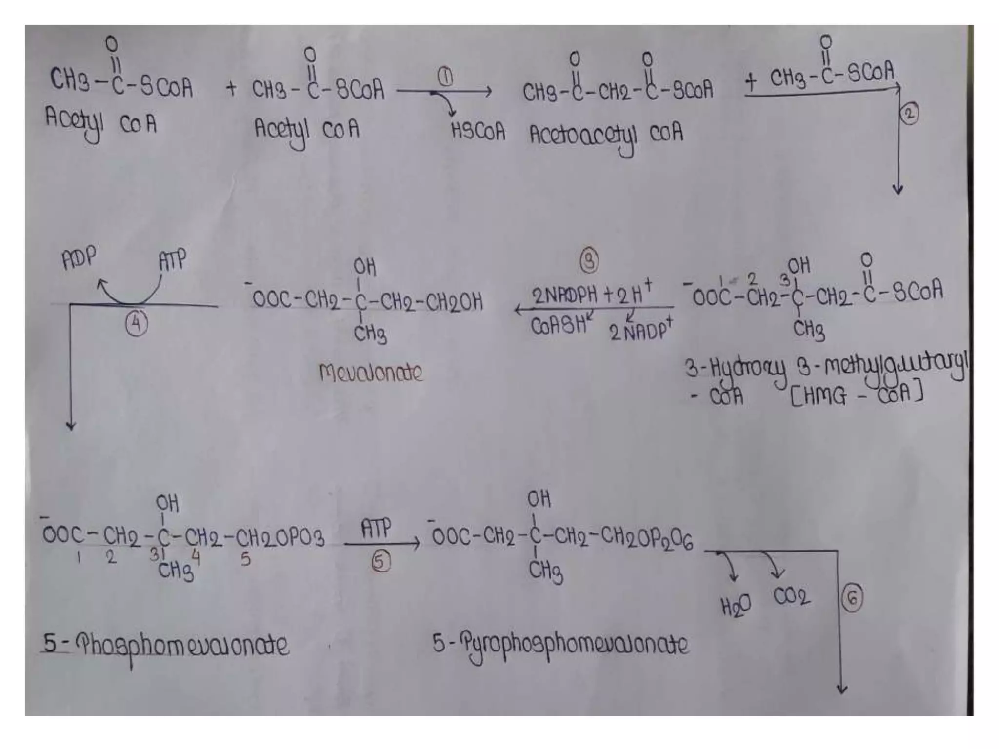 Acetate acid pathway | PPTX
