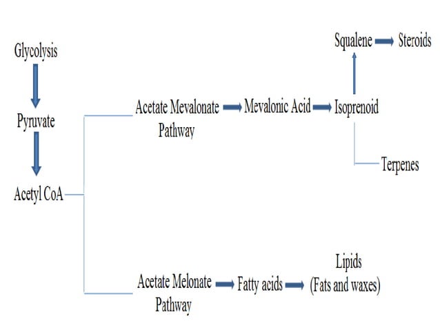 Acetate acid pathway