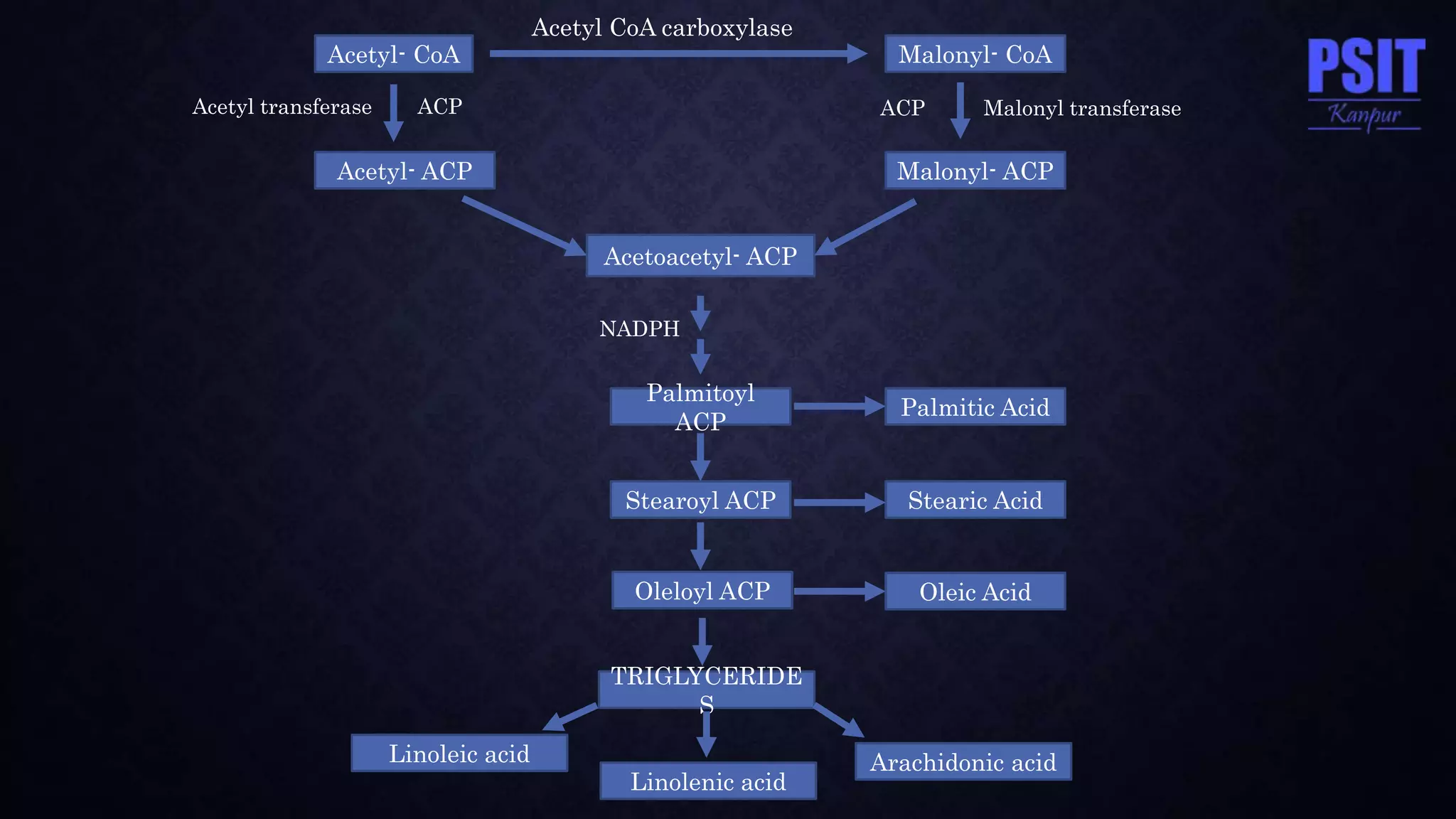 Acetate Melonate pathway | PPTX